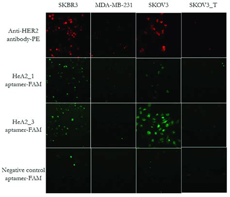 Fluorescence Microscopy Analysis Of The Aptamer Binding Specificity And