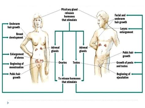 Sex Harmones Male And Female Sex Hormones Ppt