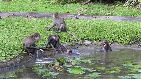 Macaque Monkeys Have Sex In Tree Ubud Bali Stock Footage Video Shutterstock