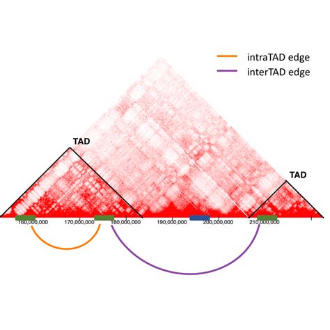 Spatial Dependency In Tad Gene Expression A Illustration Of