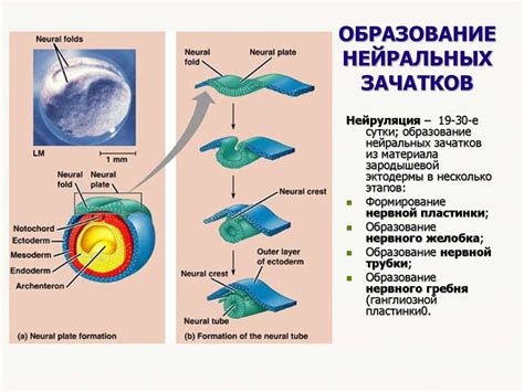 Эмбриология человека - презентация онлайн