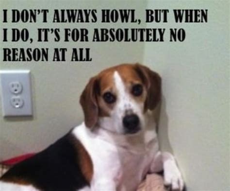 14 Funny Beagle Memes That Will Make You Smile Page 2 Of 3 Petpress
