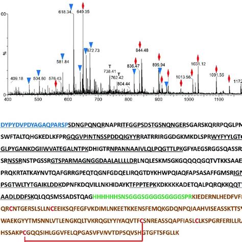 Characterization Of The N Cd Protein By Esi Ms Analysis The Esi Ms