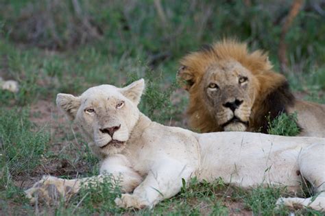 Video Rare Footage Of White Lions Mating Africa Geographic