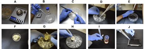 Nuclei Isolation Procedure A Weighed Mg Callus Ready For Isolation Download Scientific