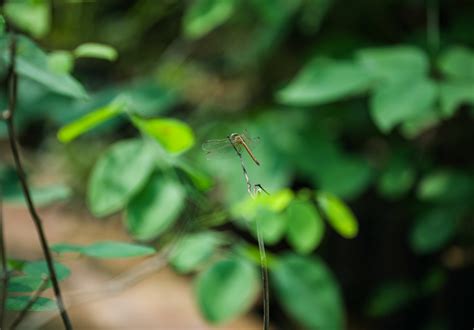 ព្រៃ រលំ៖ នយោបាយ នៃការ ដាំ ដើម ឈើ ឡើង វិញ របស់កម្ពុជា ត្រូវ បាន បន្សល់ ទុក ដោយសភាពក្រិន ខ្សោះ