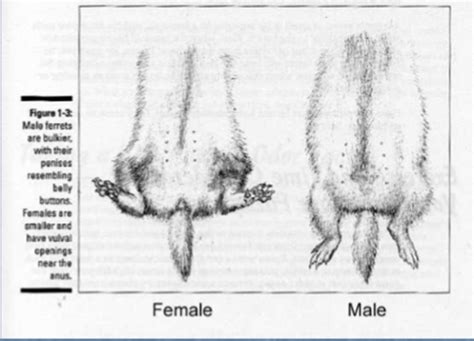 Exam I Ferrets Flashcards Quizlet
