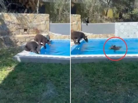 Osos Se Refrescan En La Alberca De Una Casa En Nuevo León Crónica Veracruz