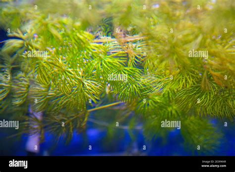 Aquatic Plant The Hornwort In The Aquarium Ceratophyllum Demersum