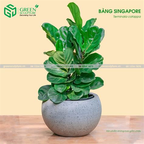 Bàng Singapor Green Sculpture