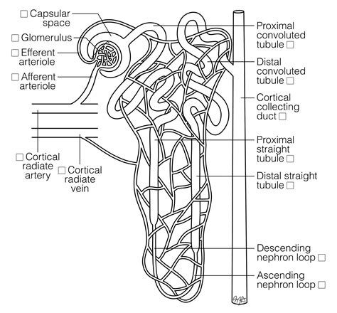 Nephron Histology Coloring Book