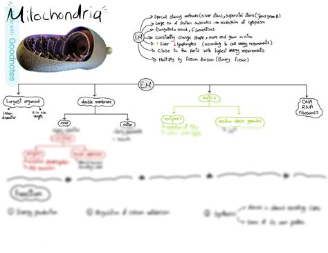 Solution Mitochondria Histology Studypool