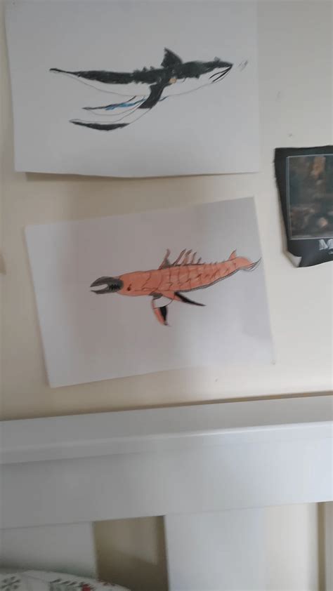 What Do You Think Of My Chelicerate And Squidshark Drawings Below Zero Scrolller