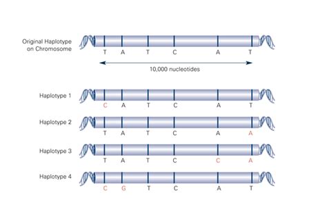 Type 1 Diabetes MedlinePlus Genetics