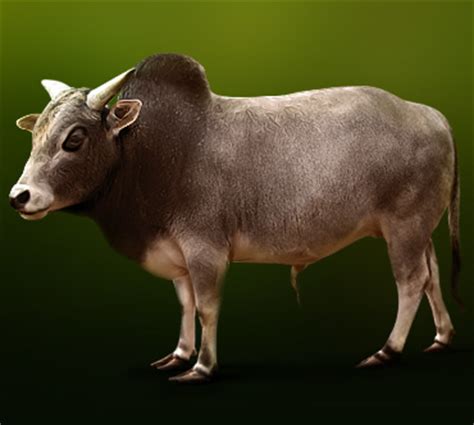 Зебу (Bos taurus indicus) — Животные / Мир животных.ру