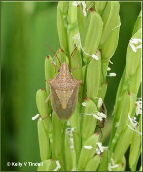 O Rice Stink Bug Adult Photo Courtesy Of K Tindall Download Scientific Diagram