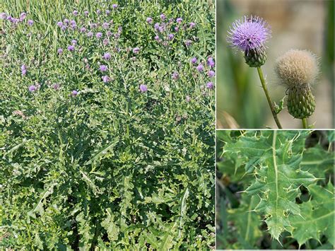 Washingtongardener Invasive Species Spotlight Canada Thistle