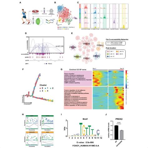 Foxo1 Regulates Prdx2 Transcription A Flow Chart Showing Single Cell Download Scientific