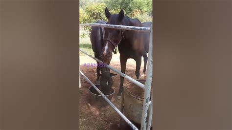 අශ්වයා 🐴🦄 Youtube