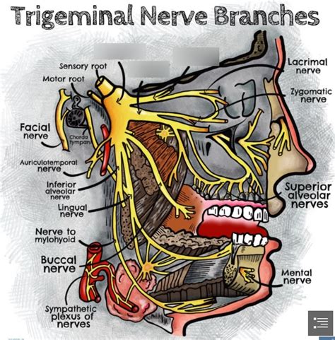 Trigeminal Nerve Branches Chart