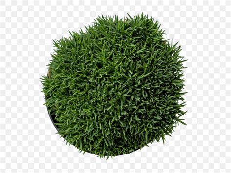 Autodesk Ds Max Tree Plants Shrub Grasses PNG X Px D Computer Graphics D Modeling
