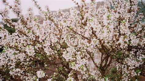 Playlist Chapter01 Cursor Youtube