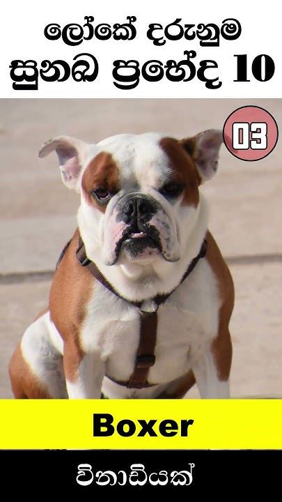 ලෝකයේ භයානකම සුනඛ ප්‍රභේද 10 😱🔥 Youtube