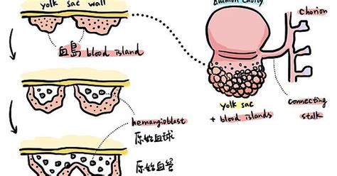 Embryonic Germinal Layers And Blood Island Album On Imgur