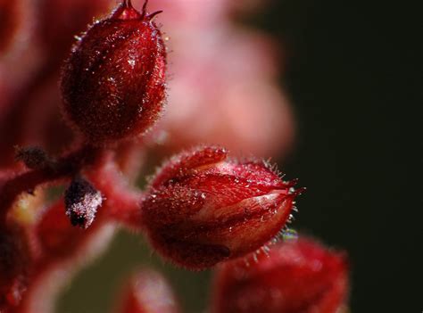 무료 이미지 자연 분기 사진술 과일 꽃잎 식품 빨간 생기게 하다 플로라 꽃들 닫다 뉴타레아 플로어 싹 Ggl1 개비 1 Raynox250