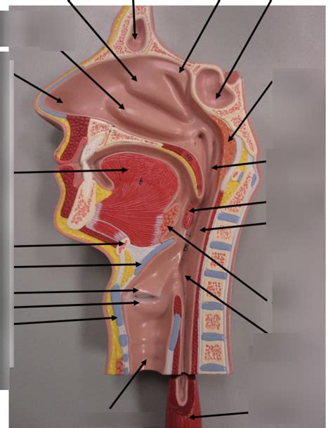 Head Digestive Flat Board Diagram Quizlet Head Digestive Flat Board Diagram Quizlet