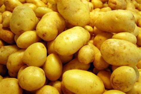 Картофель Винета: описание сорта, отзывы, фото, характеристика