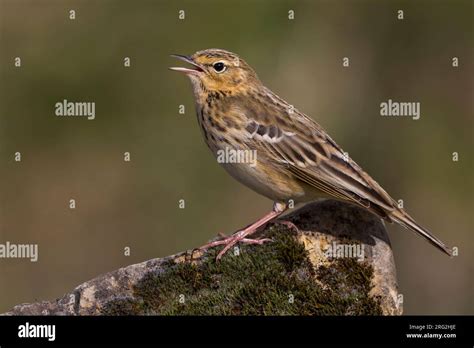 Boompieper Tree Pipit Stock Photo Alamy