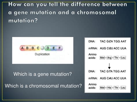 Chromosomal Mutations Ppt Download