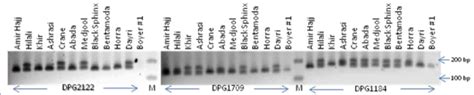 polymorphism detected by three est ssr markers among 12 date palm