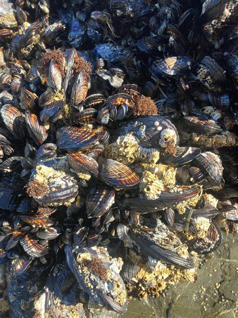 On The Edge The Curious Lives Of Intertidal Organisms And How We Monitor Them U S National