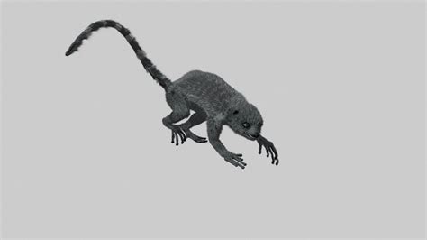 Strepsirrhini 3d Models Sketchfab