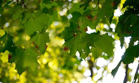 Willemien Min Light Of Being School Of Spiritual Awareness