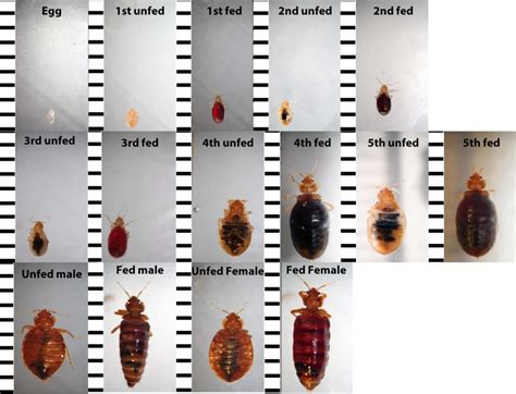 Biology And Identification Bed Bugs In Tennessee