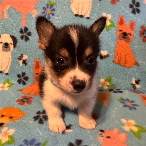 Lightning Jp Corgi Ranch