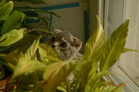Шотландская вислоухая кошка Чудо Котёнок и Наша Любимица