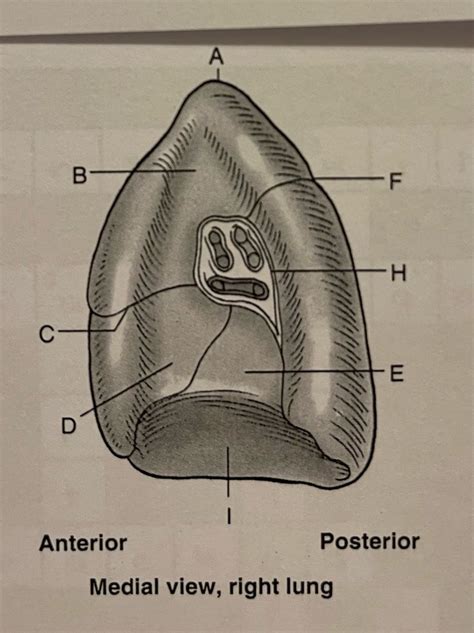 Medial View Right Lung Diagram Quizlet