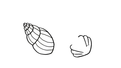 How To Draw Seashells Step By Step Hand Of Art