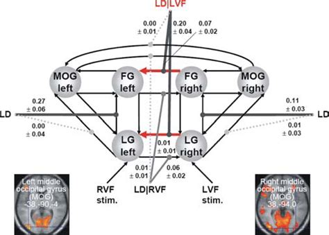 Summary Of The Group Results For The Optimal Six Area Ventral Stream Download Scientific