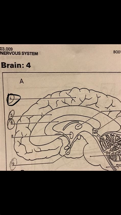 Nervous System Brain Flashcards Memorang