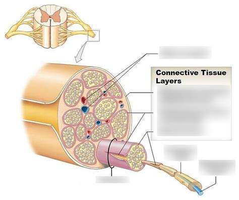 Nerve Structure Diagram Quizlet