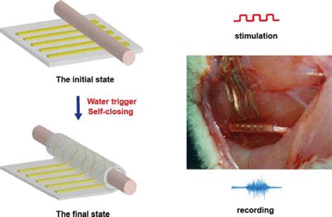 Self Closing Stretchable Cuff Electrodes For Peripheral Nerve Stimulation And Electromyographic