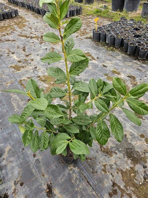 Лавровишна Новита Цветя декоративни растения Павликени Лавровишна Новита Цена 20 00л