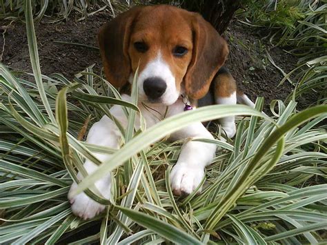 Beagle Colors And Markings