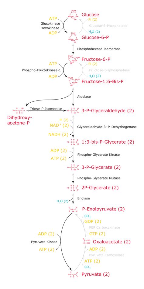 Structure Function Production And Fate Of Red Blood Cells Deranged