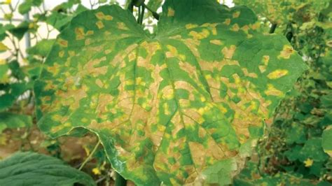 Consejos Para Tratar Las Plantas De Cucurbitáceas Con Mildiú Velloso